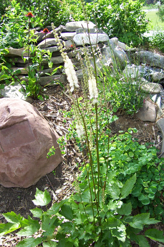 Actaea rubifolia - American bugbane | Amanda’s Garden