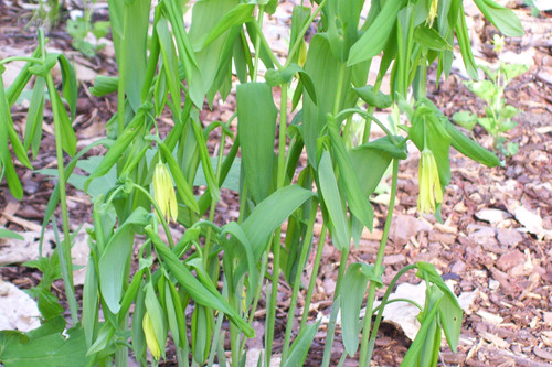 Uvularia perfoliata - Perfoliate bellwort | Amanda’s Garden