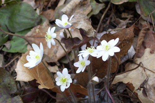 Hepatica sp. - Liverleaf | Amanda’s Garden