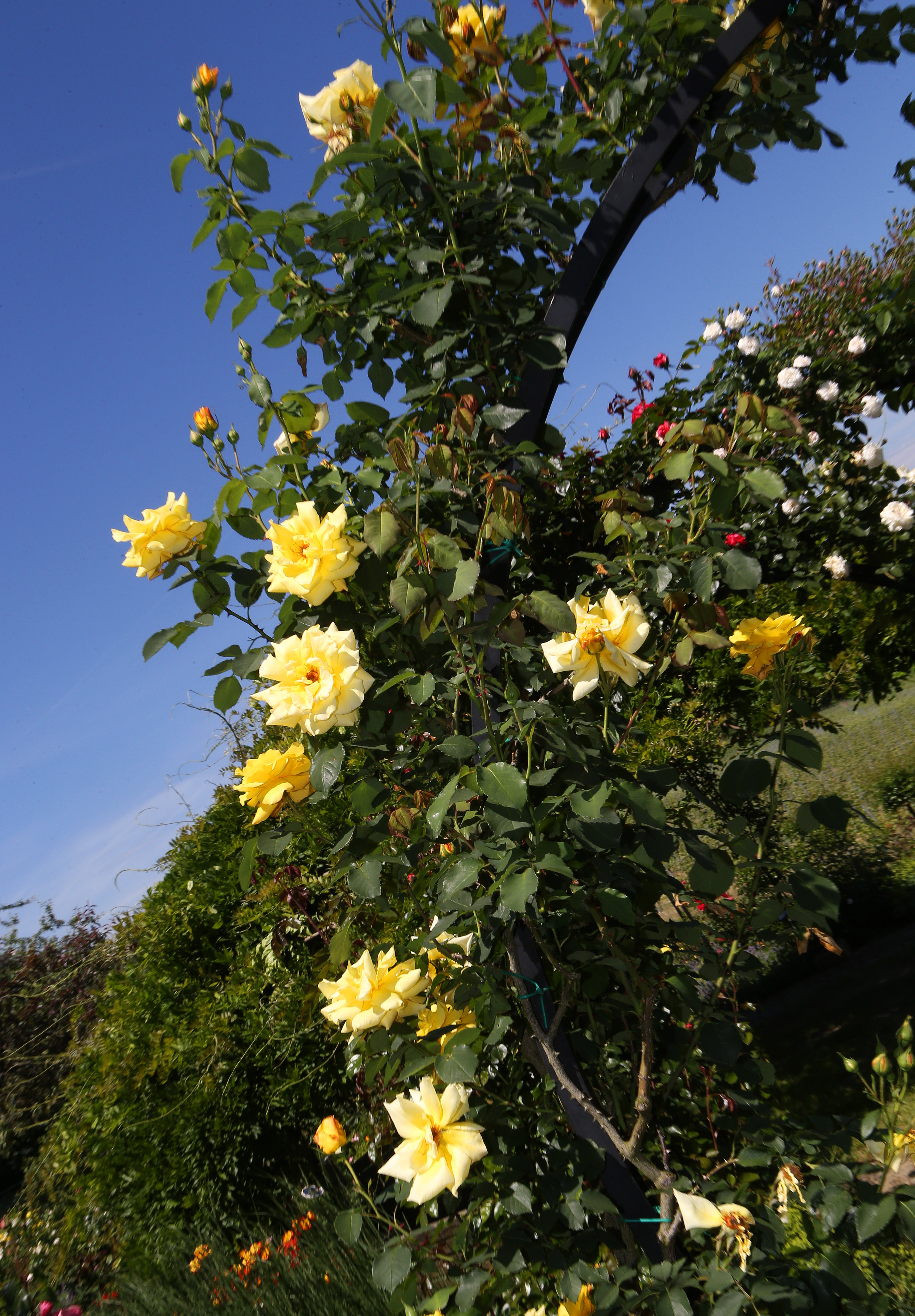 Rosengarten | wein-und-genussgut