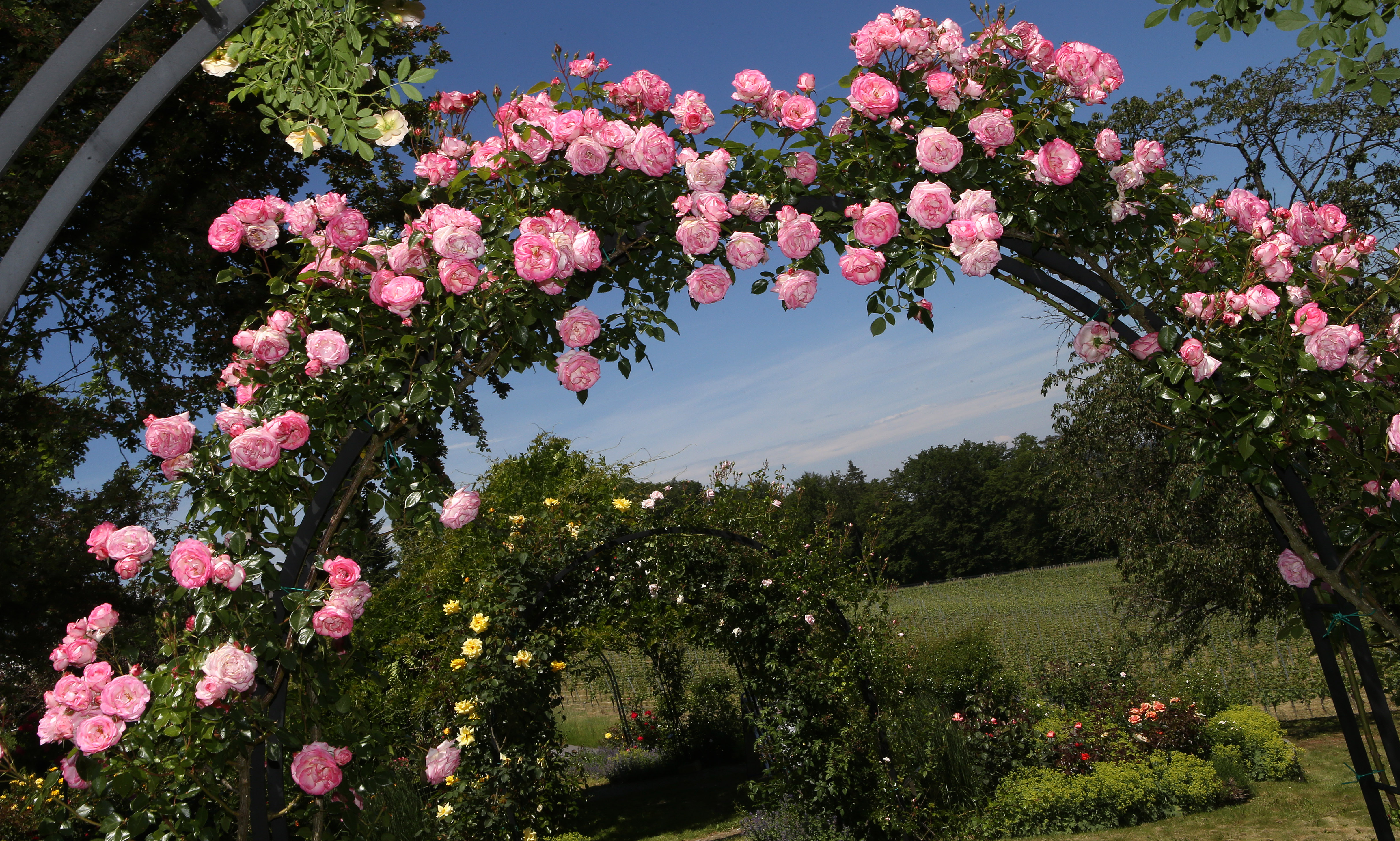Rosengarten | wein-und-genussgut