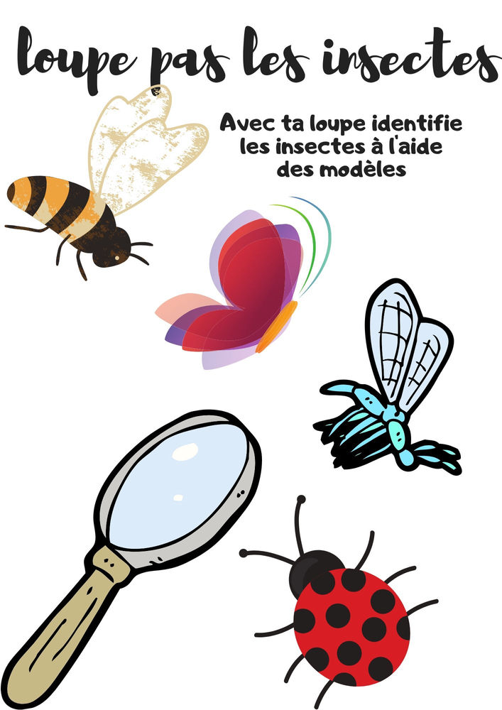 Tout sur les insectes