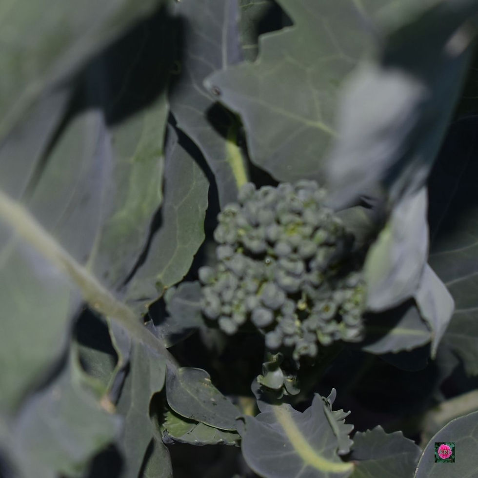 Planning Beyond the Harvest with Broccoli