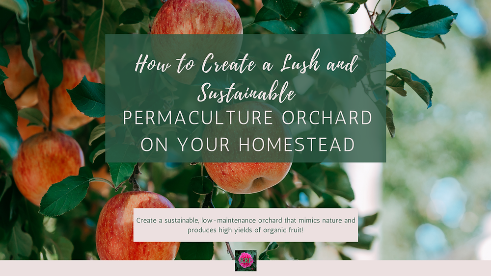 How to Create a Lush and Sustainable Permaculture Orchard on Your Homestead