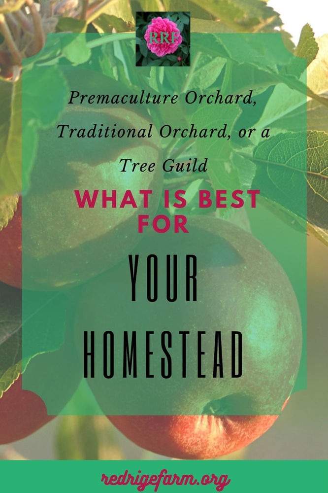 Permaculture Orchard vs. Traditional Orchard Which One is the Best for ...