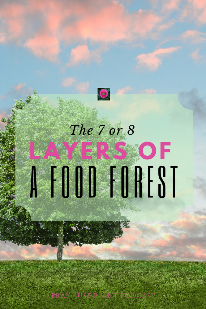 The 7 or 8 Layers of a Food Forest