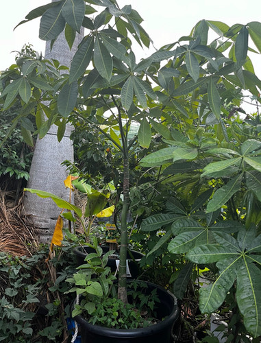 Guinea Chestnut Tree | Multicultural Plants