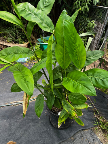 Galangal Root Tree | Multicultural Plants