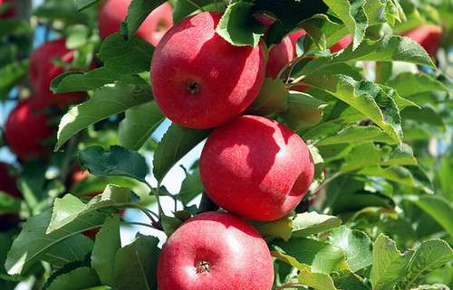 Pinkabelle Dwarf Apple Tree | Multicultural Plants