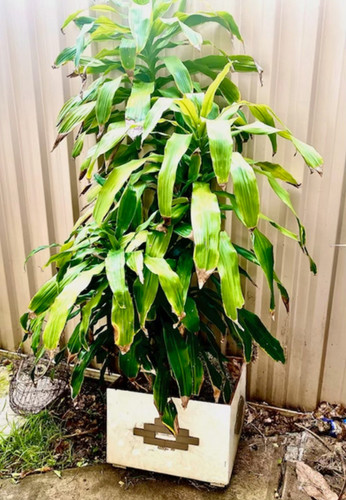 Happy Tree/Plant | Multicultural Plants