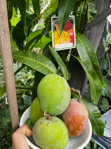 Bowen/Kensington Mango Tree | Multicultural Plants