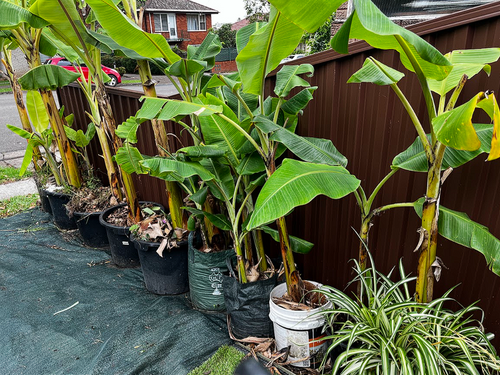 Lady Finger Banana Tree ~ from 1-2 years old ~ $50-$100 | Multicultural ...