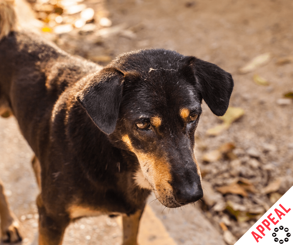 Our response to your comments about stray dog culling in Myanmar