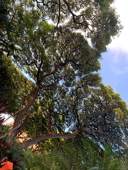 Know Your Trees | Arbormetrics+