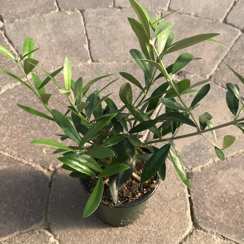 Olive Tree (Assorted Sizes) | Alternative Choice Garden Centre, Brandon, MB