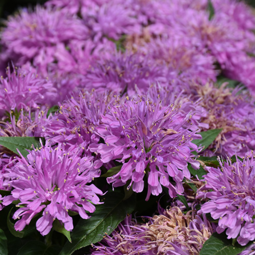 Grand Parade Bee Balm Monarda (Assorted Sizes) | Alternative Choice ...
