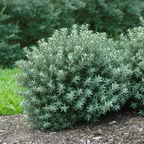 Hippophae Hikul Dwarf Sea Buckthorn (2 Gallon Pot) | Alternative Choice ...