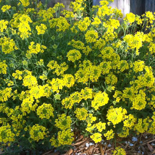 Golden Spring Alyssum wulfernianum, 3.5" Pot | Alternative Choice ...