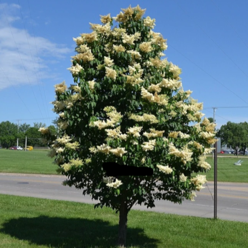 Ivory Silk Tree Lilac (Assorted Sizes) | Alternative Landscaping LTD ...