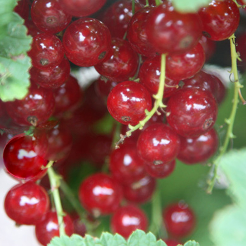 Red Lake Red Currant (1 Gallon Pot) | Alternative Choice Garden Centre ...