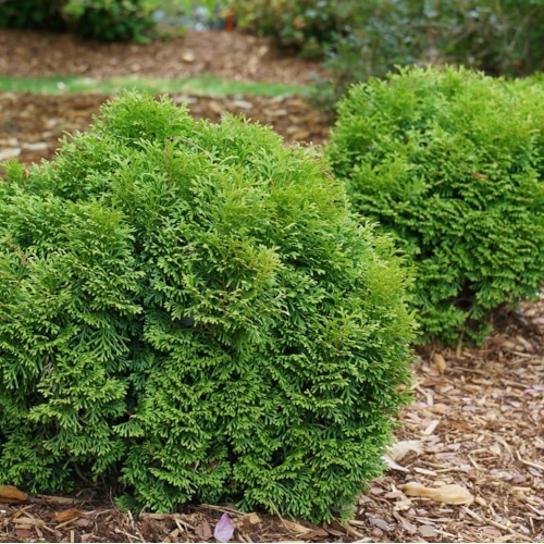 Thuja Tater Tot Cedar, 2gal Pot | Alternative Landscaping LTD. Brandon, MB