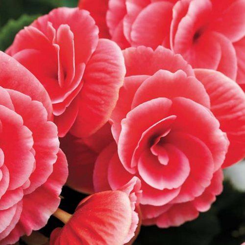 Begonia Picotee Lace Red, 6" Pot | Alternative Choice Garden Centre ...