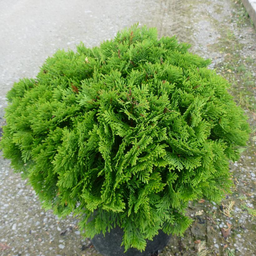 Thuja Danica Cedar, 2gal Pot | Alternative Landscaping LTD. Brandon, MB