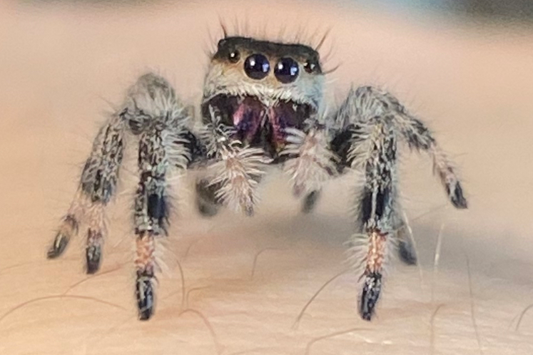 Spider Stuff Co. | Pet Jumping Spiders | Spider Enclosures