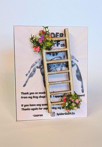 Jumping spider ladder | Spider Stuff Co.