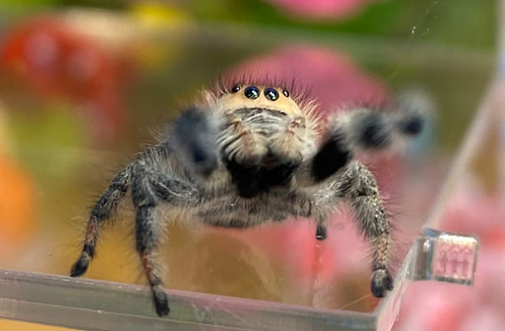 jumping spider pet