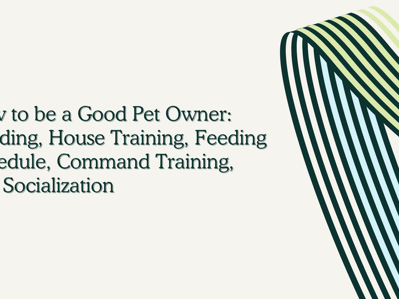 How to be a Good Pet Owner | Seek Wise Counseling
