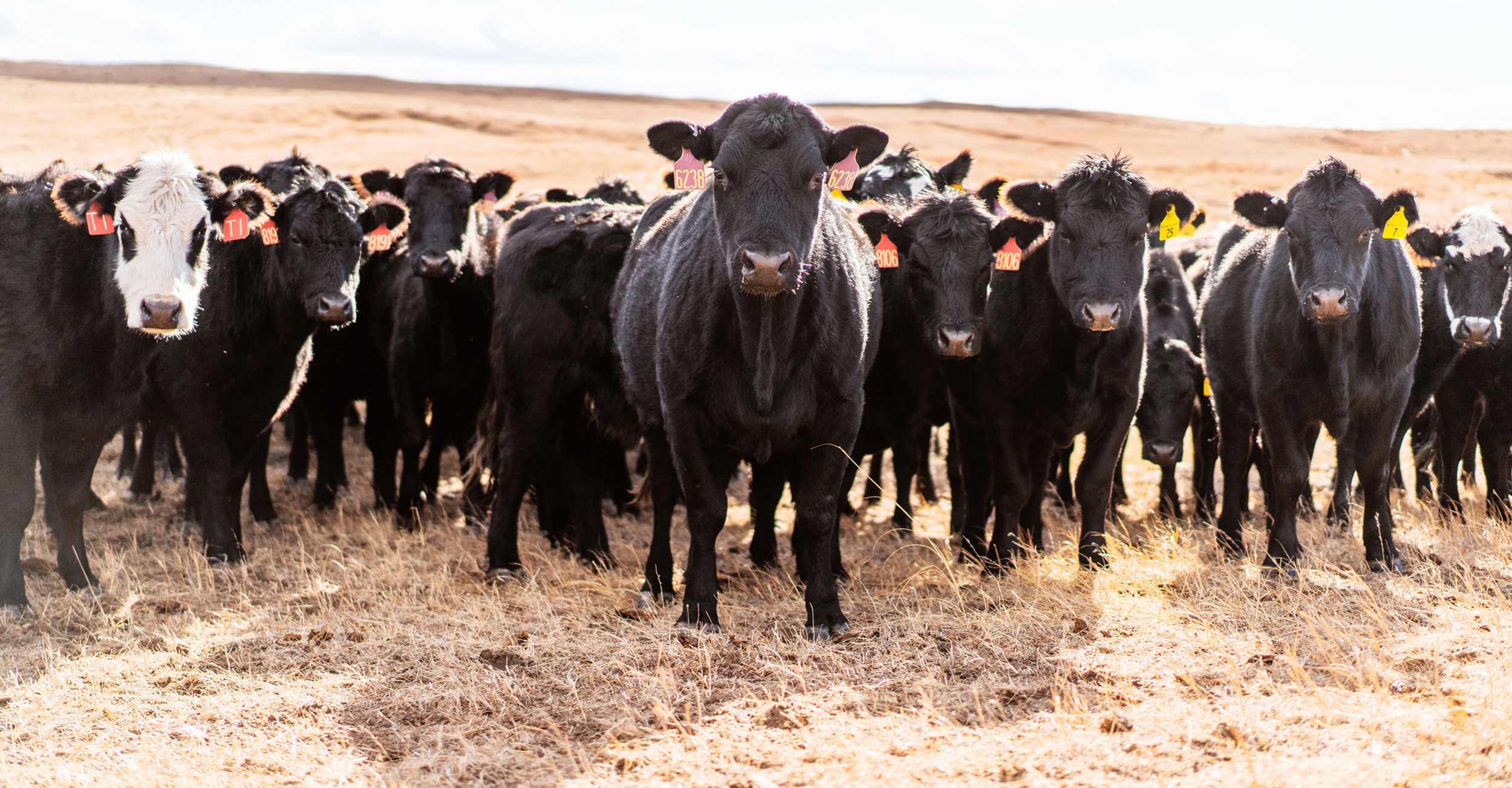 Verification | IMI Global