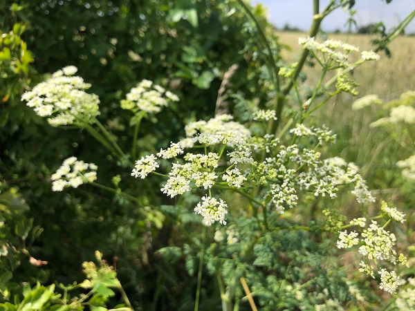 Hemlock (Conium maculatum) identification
