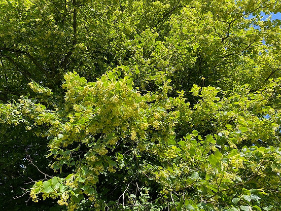 the common lime tree