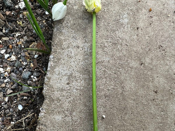 Few-flowered garlic - Allium paradoxum