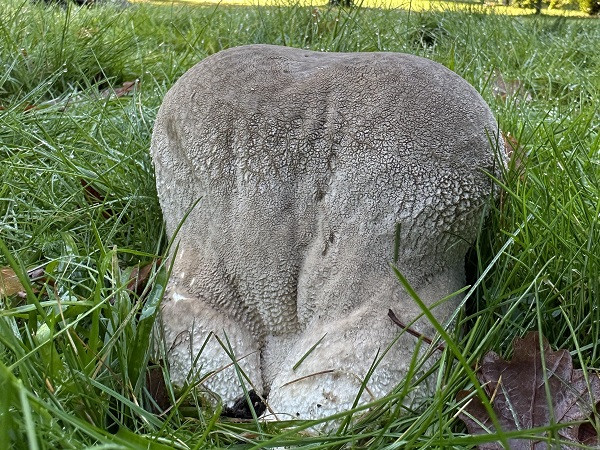 Mosaic puffball (Lycoperdon utriforme) identification