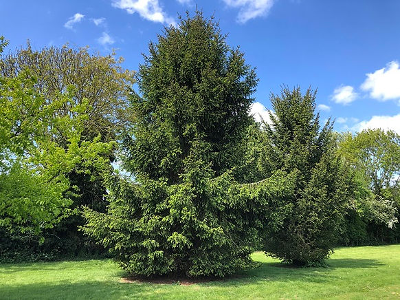 spruce identification uk