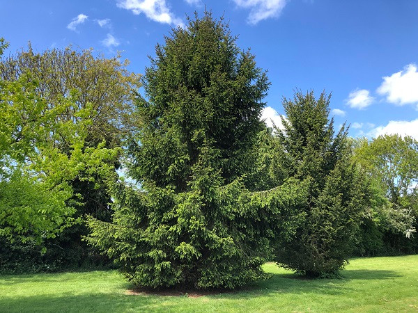 Spruce (Picea spp) identifcation