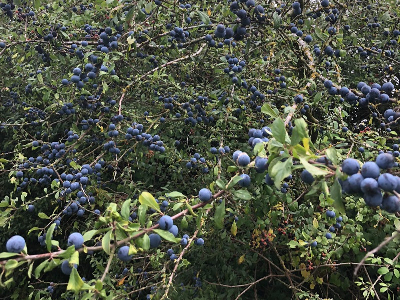 Damson - Prunus domestica spp. insititia - identification