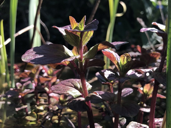 Water mint (Mentha aquatica) identification