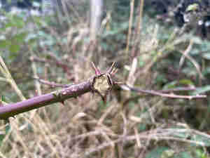 Blackberry | Identification guide | UK foraging