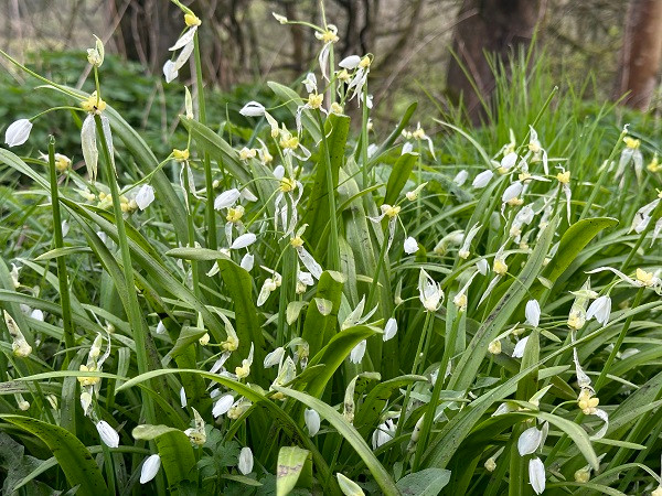 Few-flowered garlic - Allium paradoxum