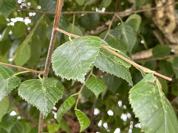 silver birch leaf shape