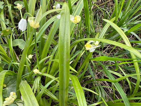 Few-flowered garlic - Allium paradoxum