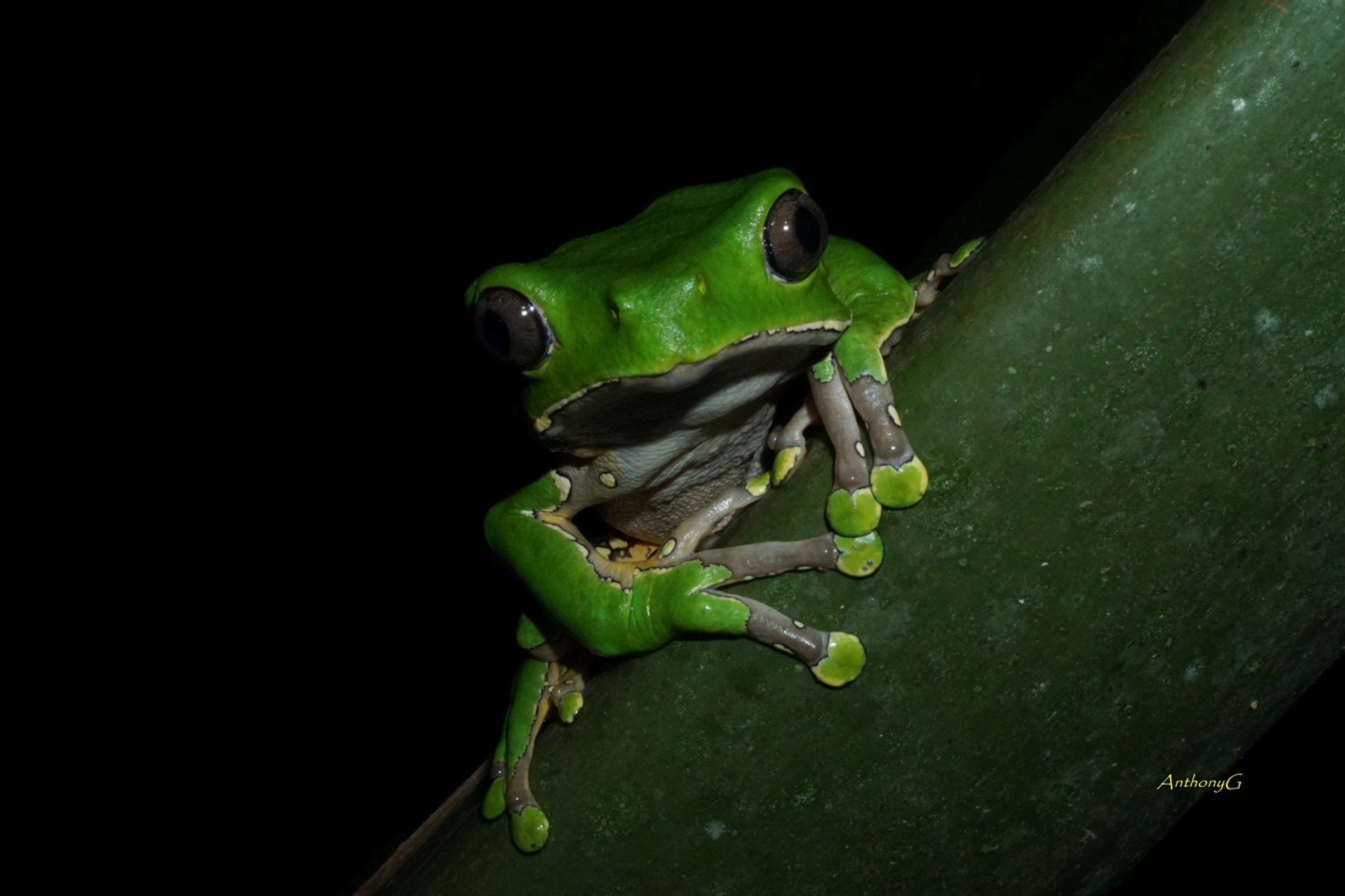 WHAT IS KAMBO |What Is Kambo | Kambo Curador | St Albans | London Kambo