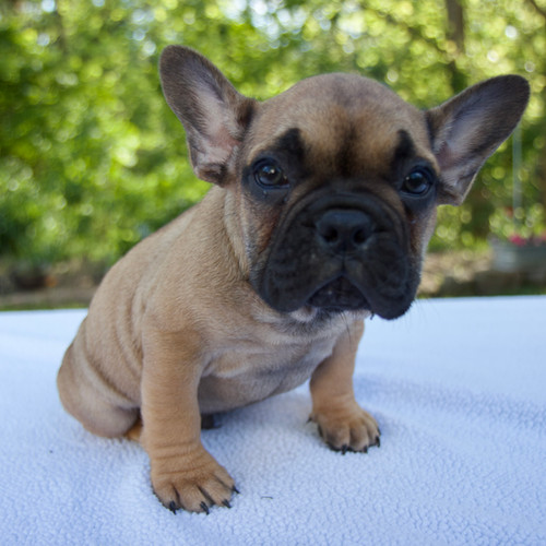Toby French Bulldog | Hidden Acres Farm