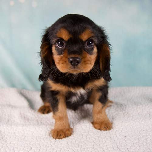 Arlo Cavalier King Charles Spaniel | Hidden Acres Puppies 7:12