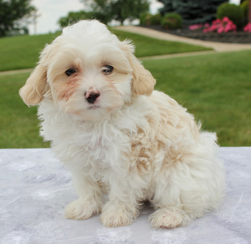 Izzy | Hidden Acres Farm