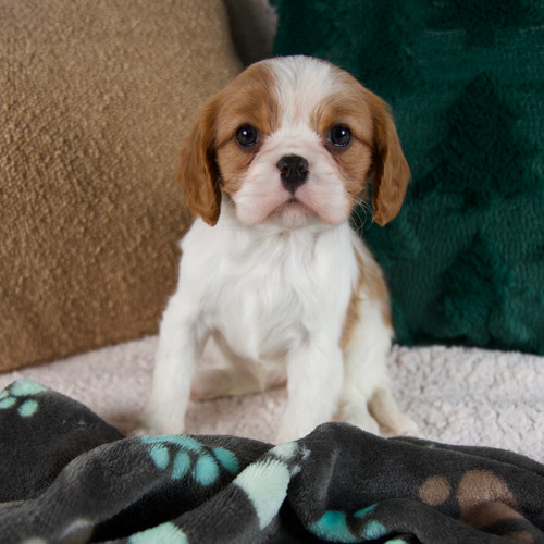 Amelia Cavalier King Charles Spaniel | Hidden Acres Puppies 712