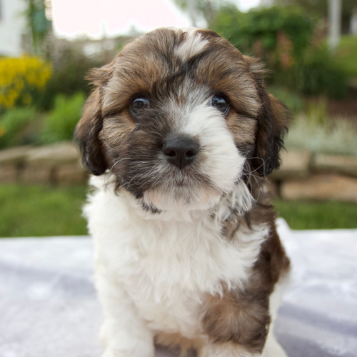 Sable Cavapoo | Hidden Acres Farm